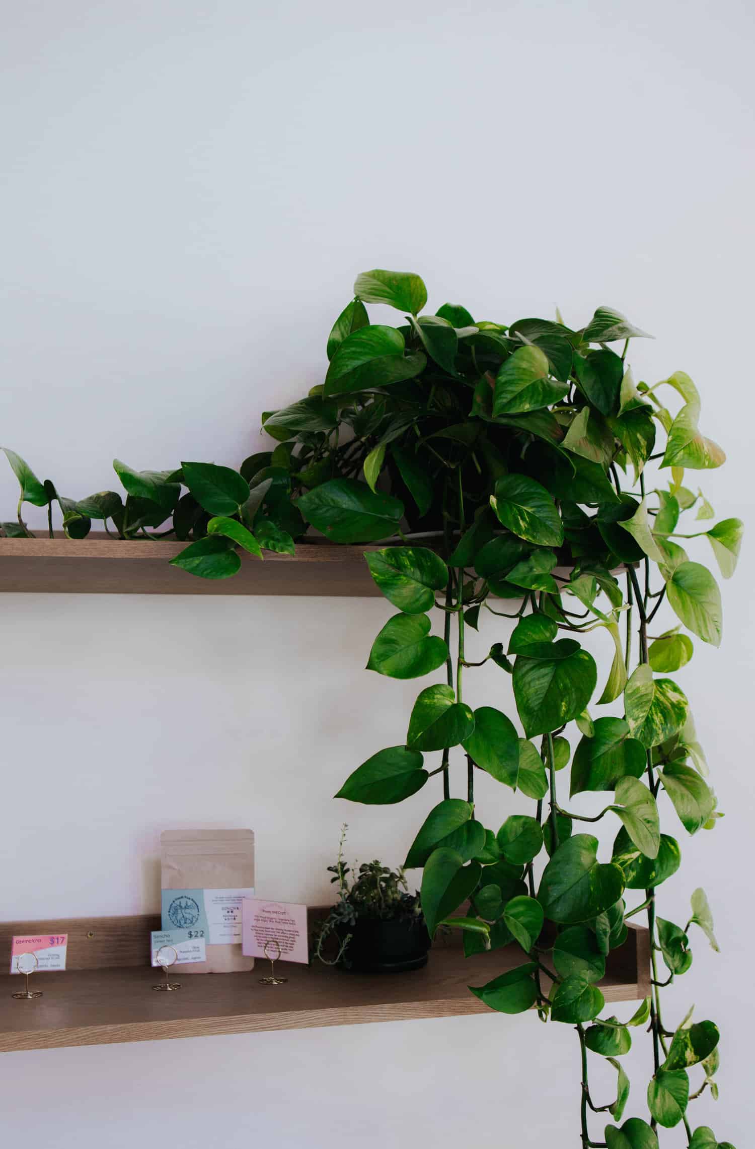 The 5 Best Matcha Shops in the San Francisco Bay Area - Kalejunkie